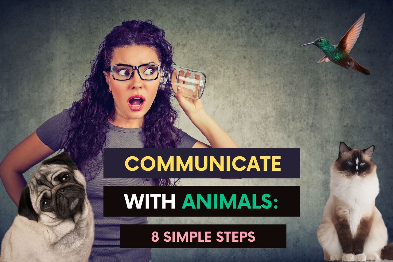 8 powerful Steps to Telepathically Communicate with animals - Sandra ...
