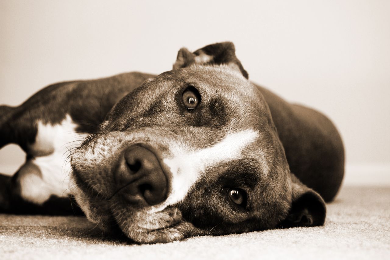 10 End of Life Animal Communication benefits for pet parents - Sandra ...