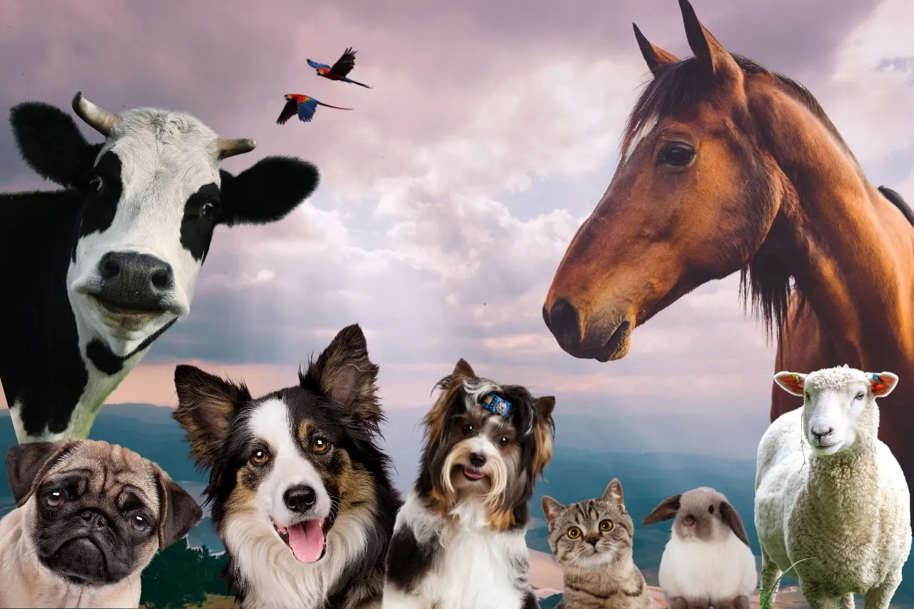17 heartfelt Questions to ask a pet medium - Sandra Martinez