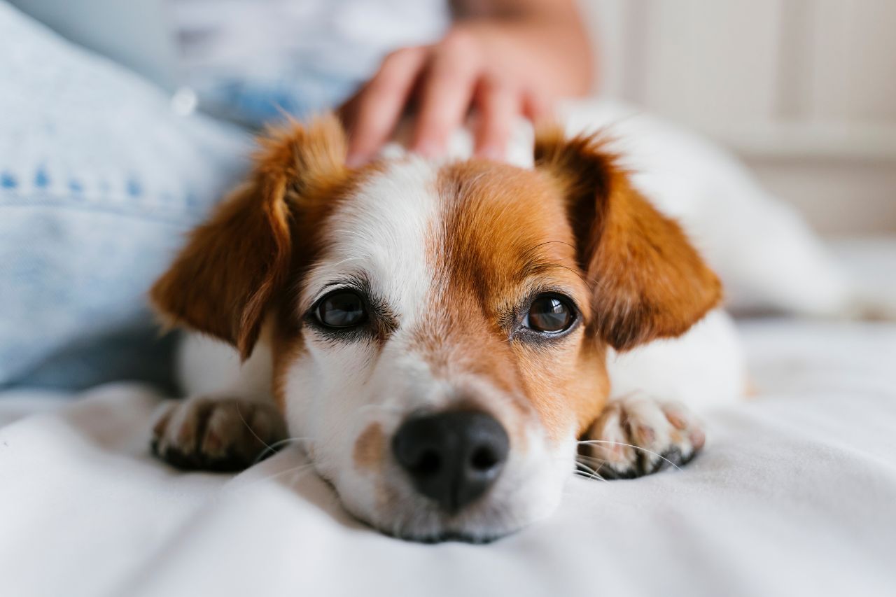 13 undeniable Signs you have found your Reincarnated Pet - Sandra Martinez