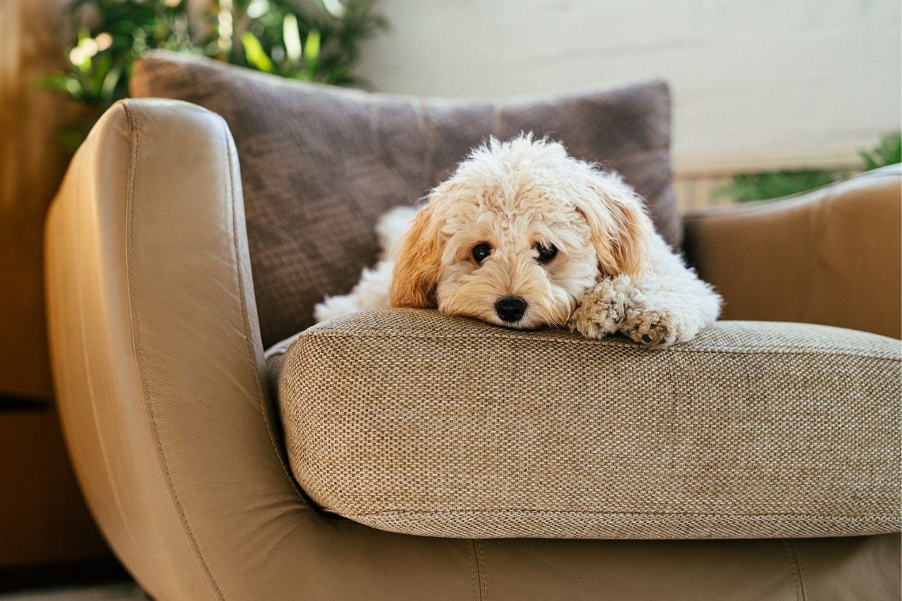 13 undeniable Signs you have found your Reincarnated Pet - Sandra Martinez