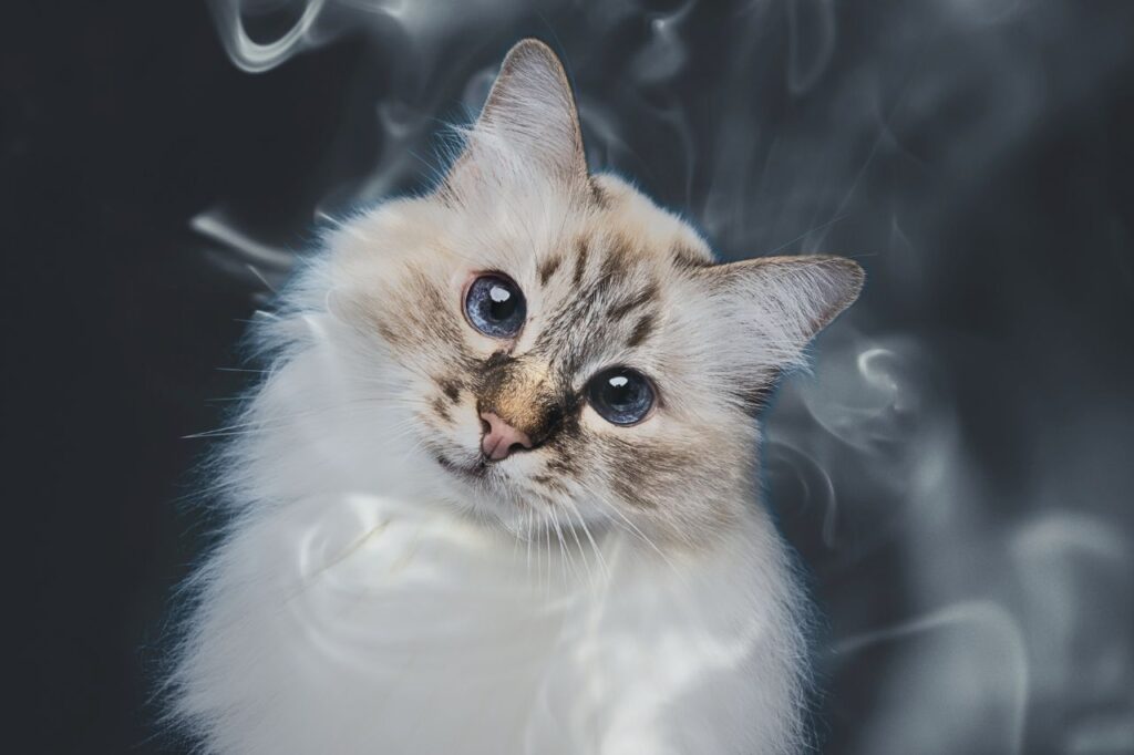 38 Signs Your Deceased Cat Is still with You - Sandra Martinez